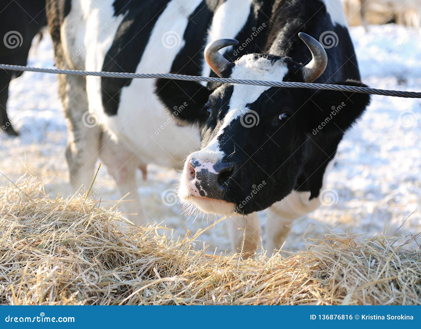 Cows on a Russian Farm in Winter Stock Photo - Image of fencing, open ...