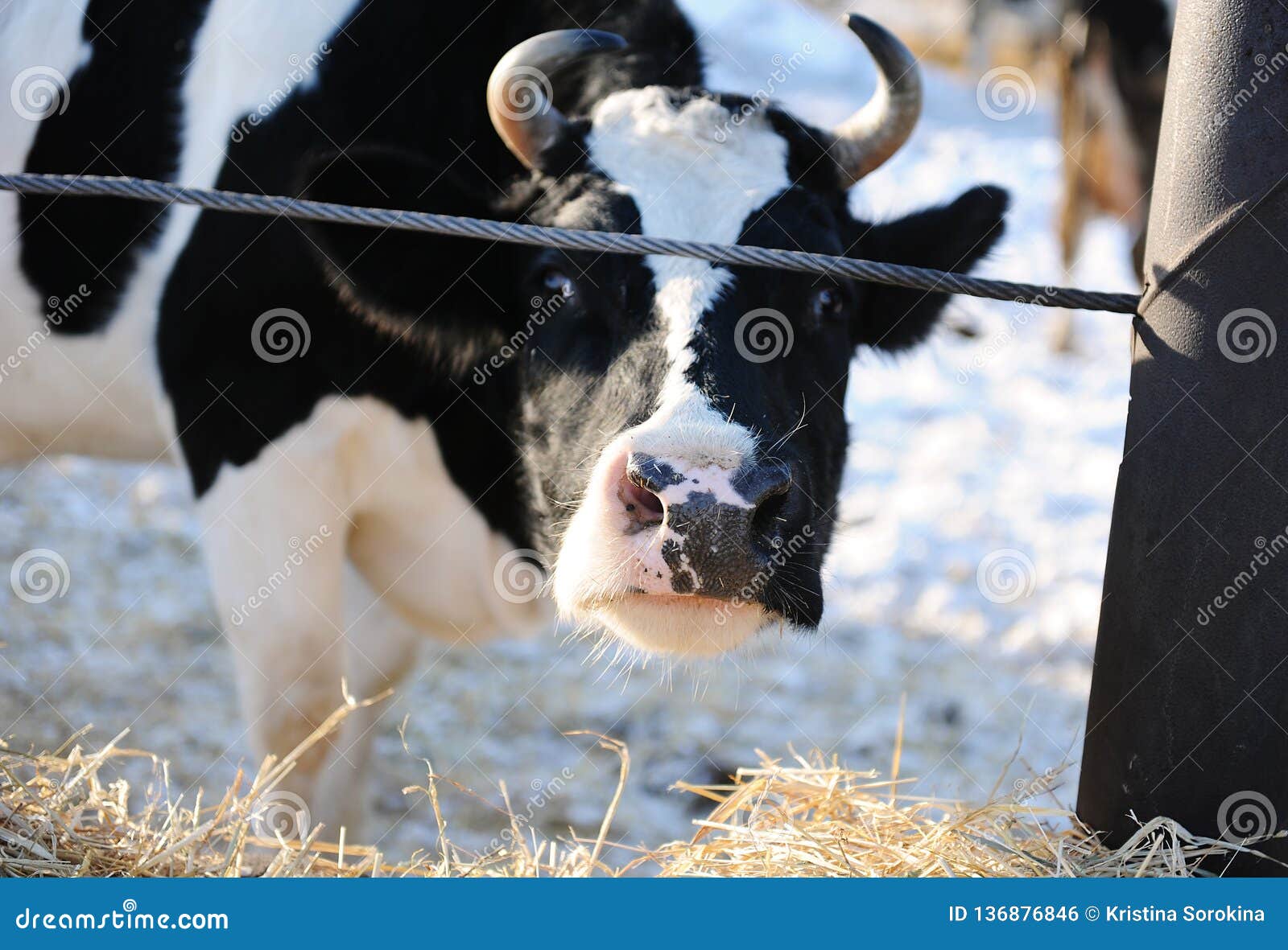 Cows on a Russian Farm in Winter Stock Photo - Image of farming, fence ...