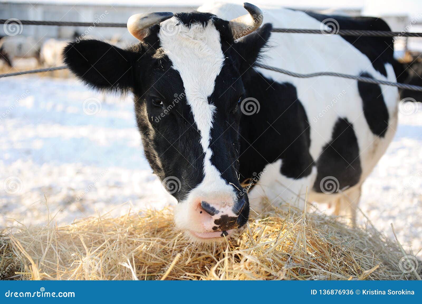 Cows on a Russian Farm in Winter Stock Photo - Image of fencing, walk ...