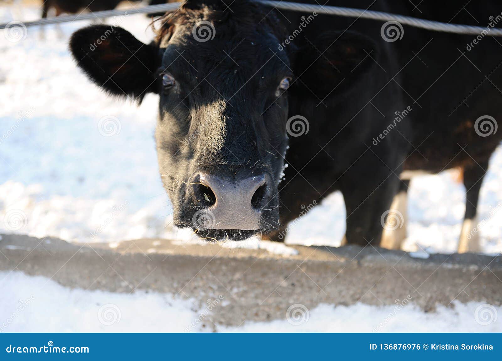 Cows on a Russian Farm in Winter Stock Photo - Image of frost, bull ...
