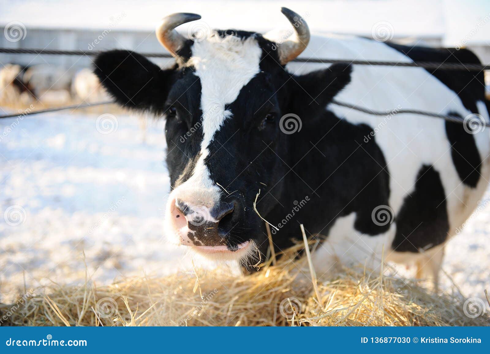 Cows on a Russian Farm in Winter Stock Photo - Image of barbed, open ...