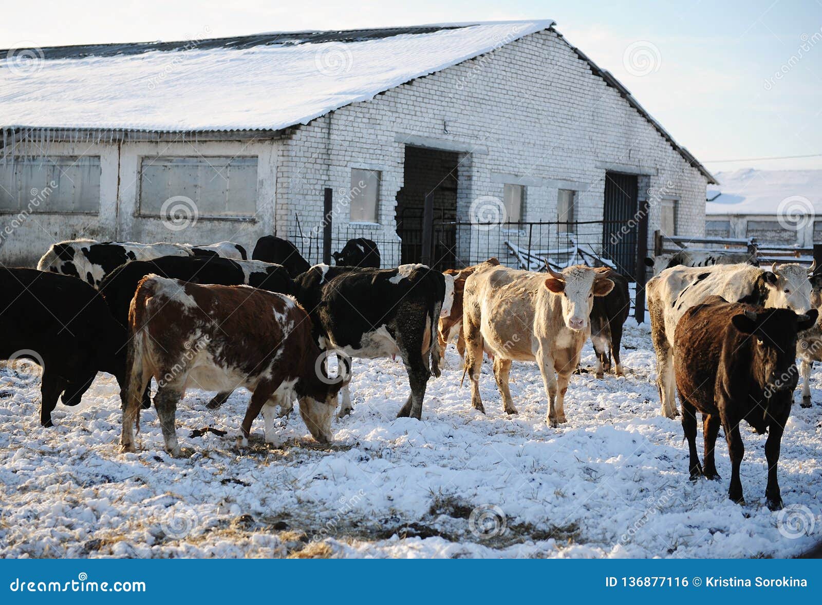 Cows on a Russian Farm in Winter Stock Photo - Image of animal, feed ...