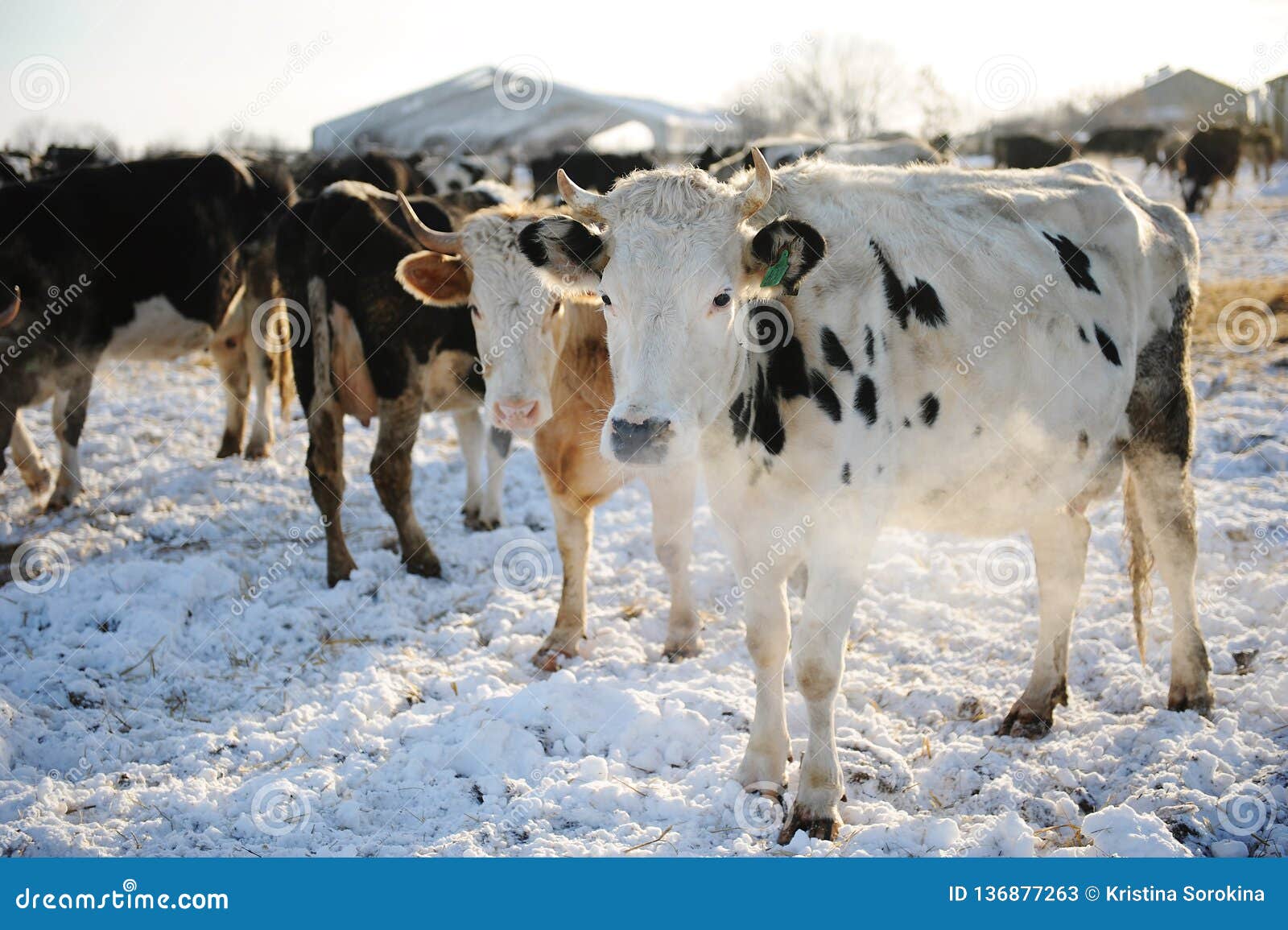 Cows on a Russian Farm in Winter Stock Image - Image of farming, milk ...