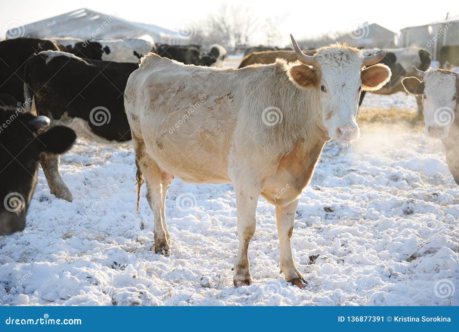 Cows on a Russian Farm in Winter Stock Image - Image of open, cows ...