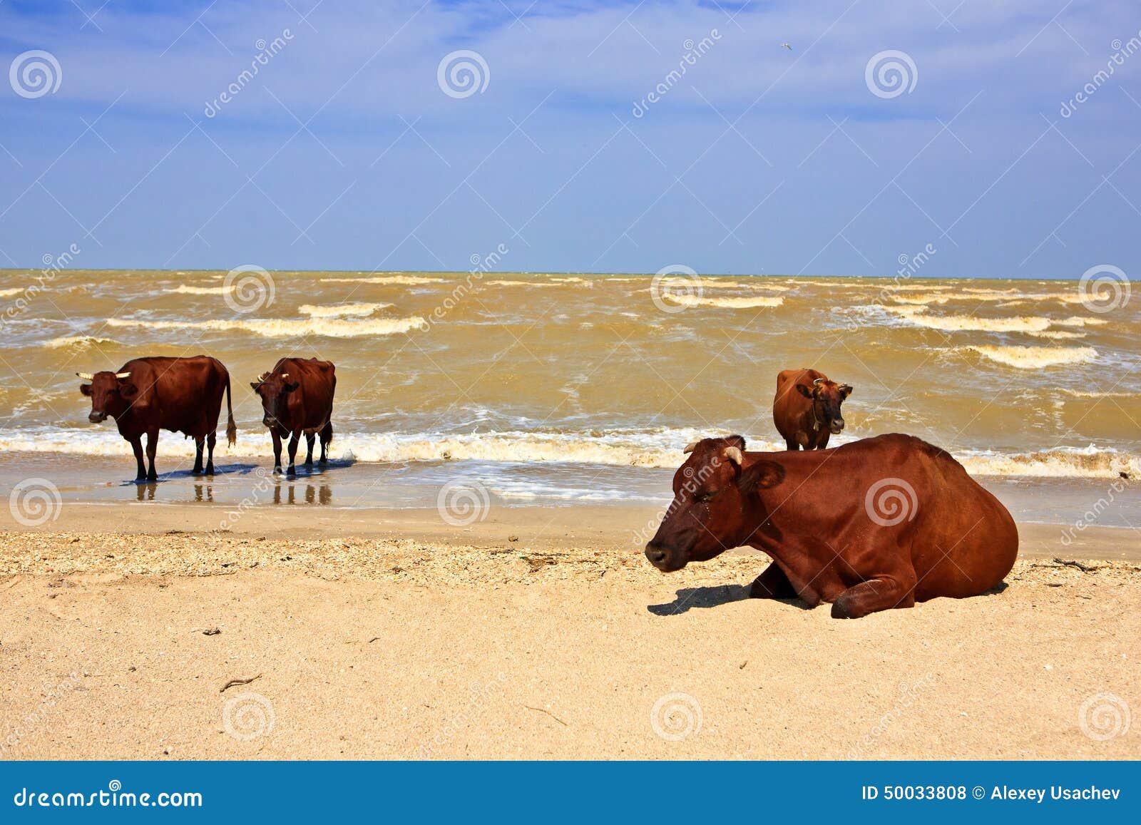 Cows On The Beach In India, Cows Resting On A Beach In Goa. Holy Indian ...