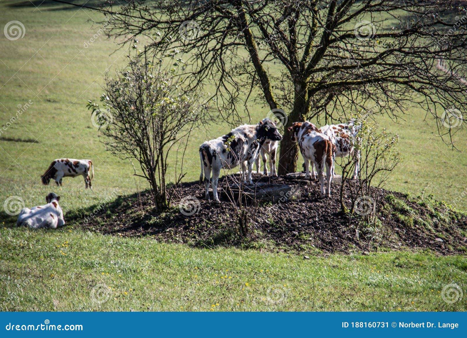 Cows seek shade under tree stock image. Image of ruminant - 188160731