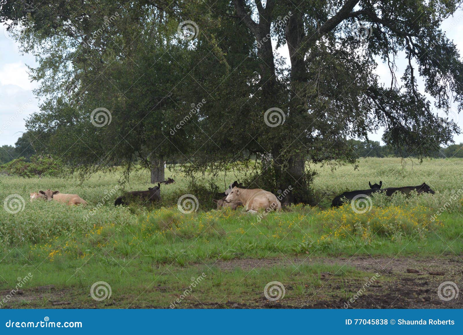 Cows setting under tree stock photo. Image of tree, setting - 77045838