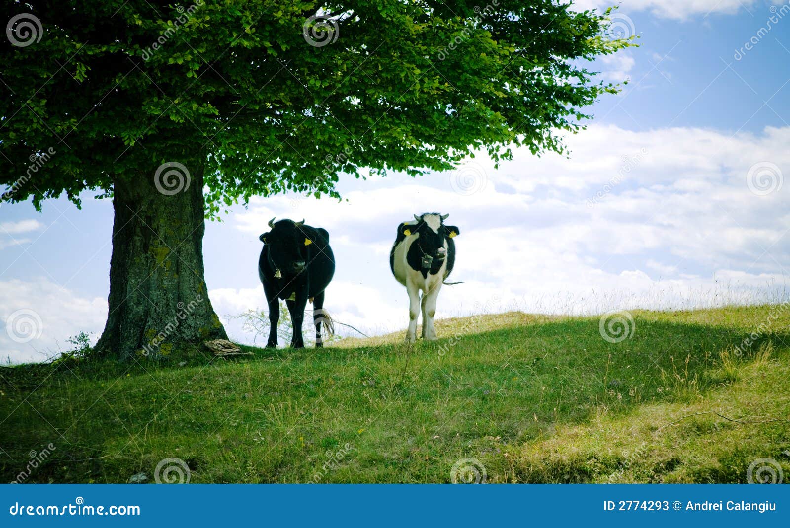 Cows in shade stock image. Image of shadow, resting, relax - 2774293