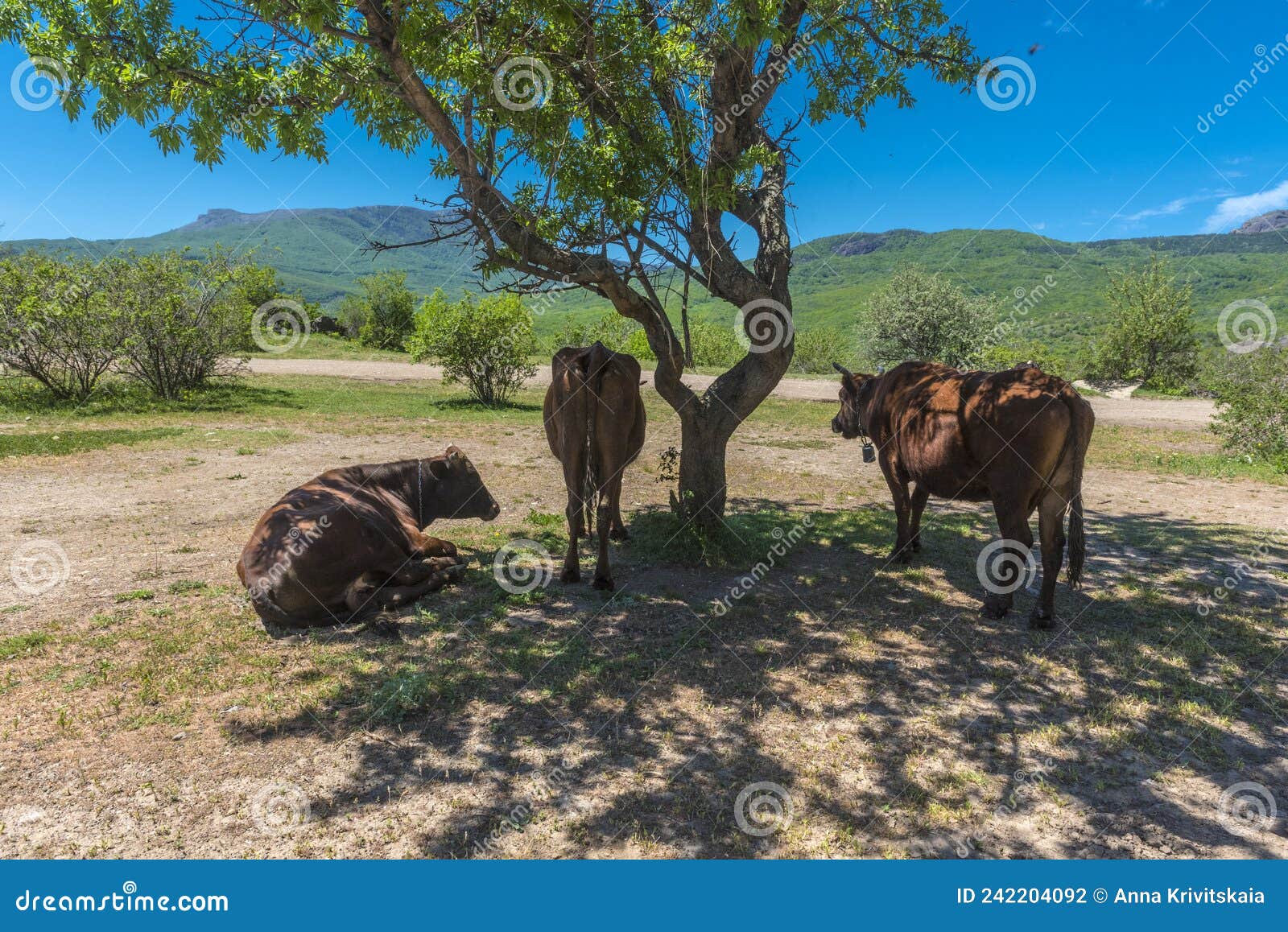 Cows in the Shade of a Tree Stock Photo - Image of field, grassland ...