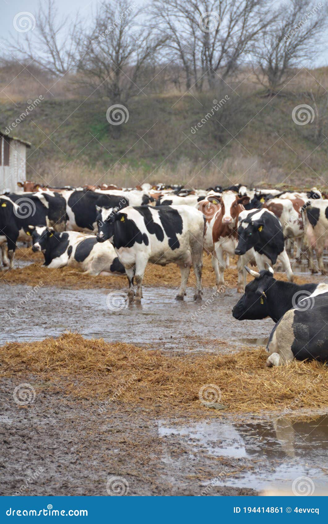 Cows Shake on the Street and Look into the Frame Stock Image - Image of ...