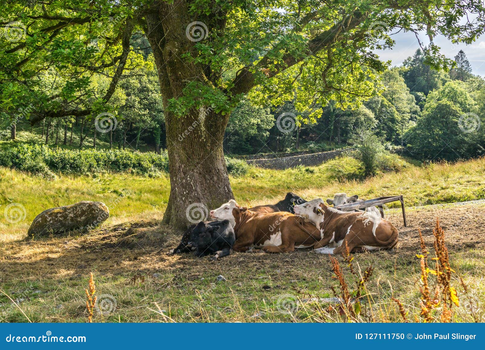 Cows Sheltering Together Under a Tree Stock Photo - Image of cattle ...
