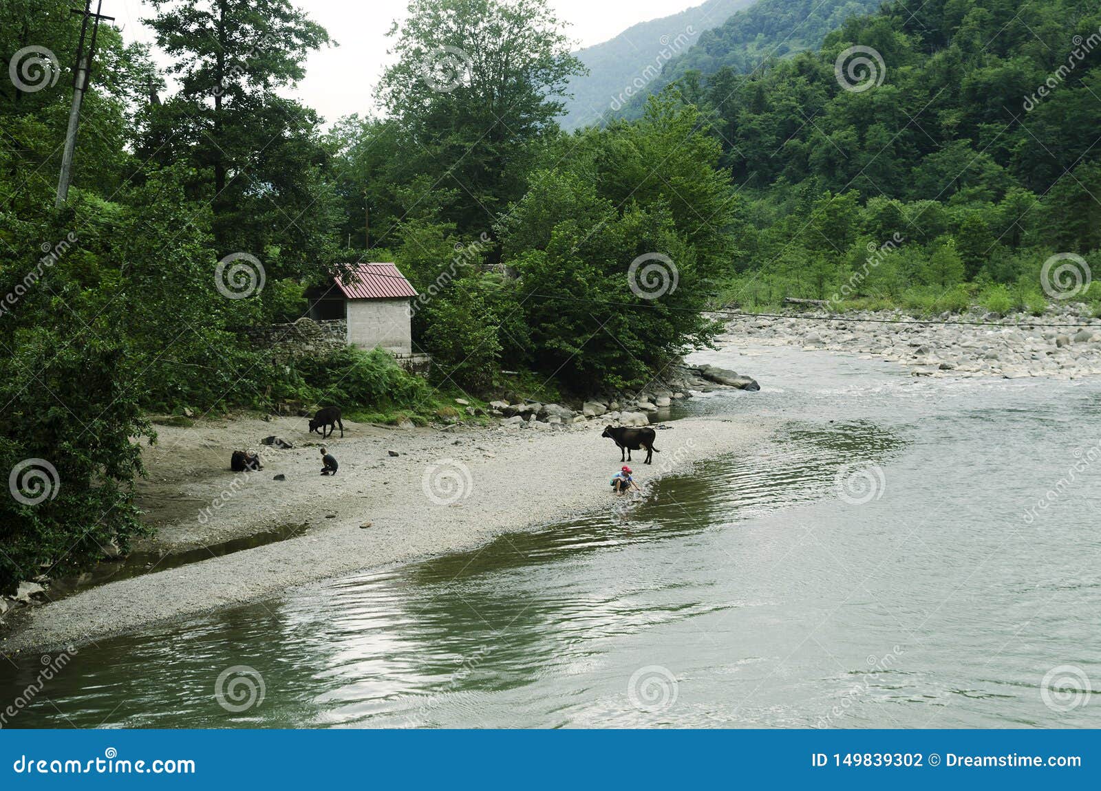 Cows with Shepherds Graze on the Banks of a Mountain River Stock Photo ...
