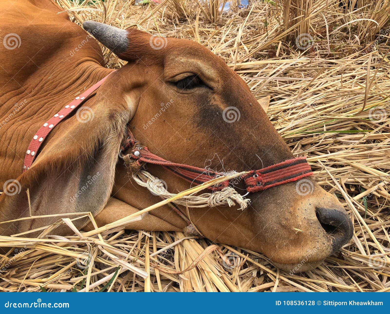 Cows sick stock photo. Image of farmer, medical, injection - 108536128