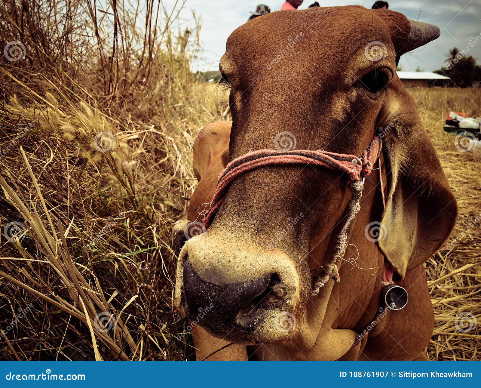 Cows sick stock image. Image of calf, female, checking - 108761907