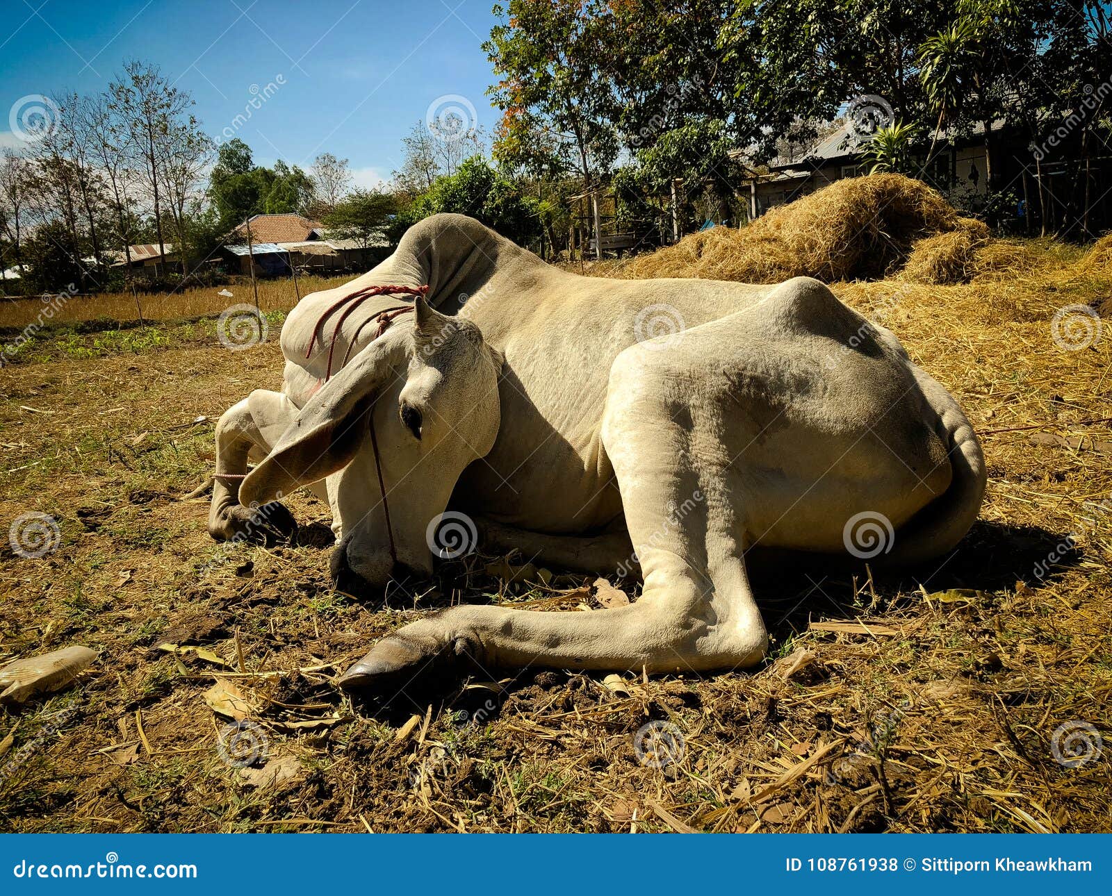 Cows sick stock photo. Image of agriculture, checking - 108761938