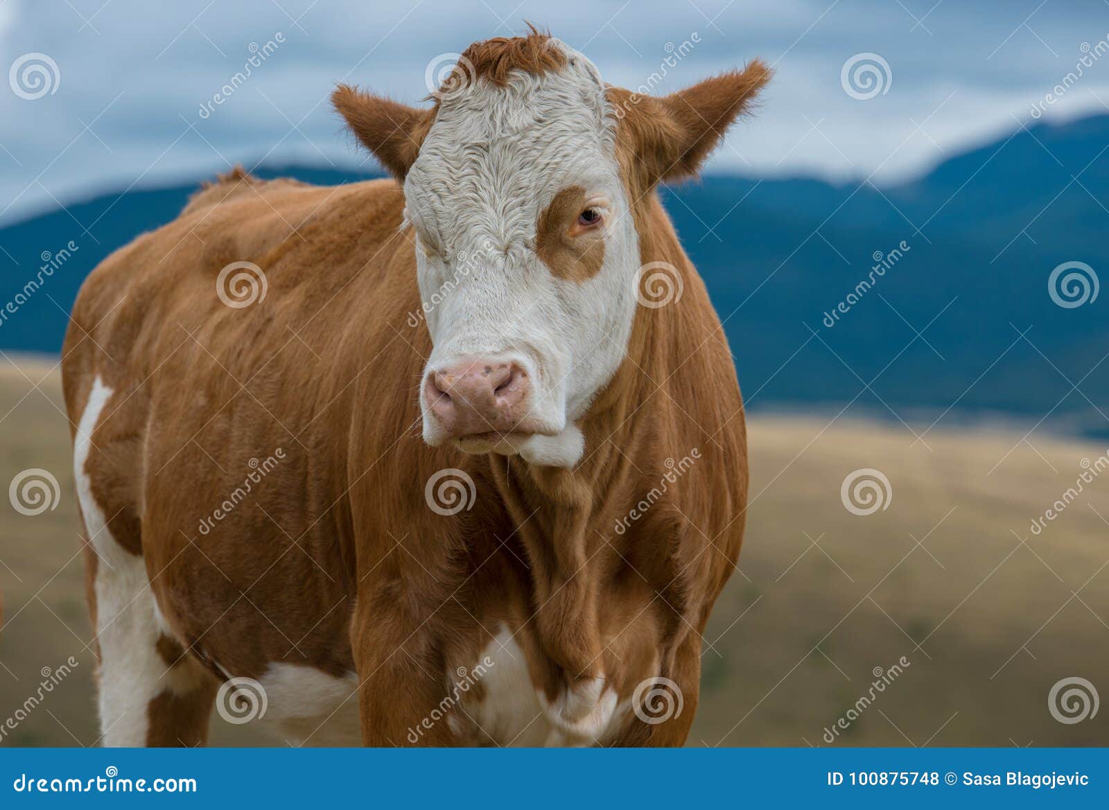 Cows simental race stock photo. Image of milk, brown - 100875748