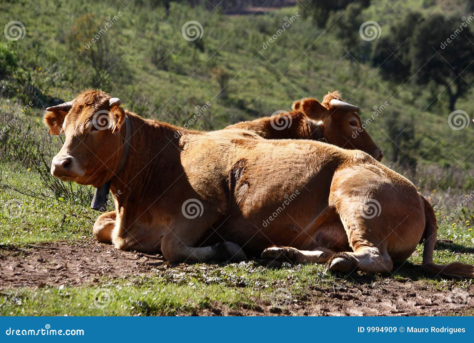 Cows sitting of the grass stock image. Image of nature - 9994909