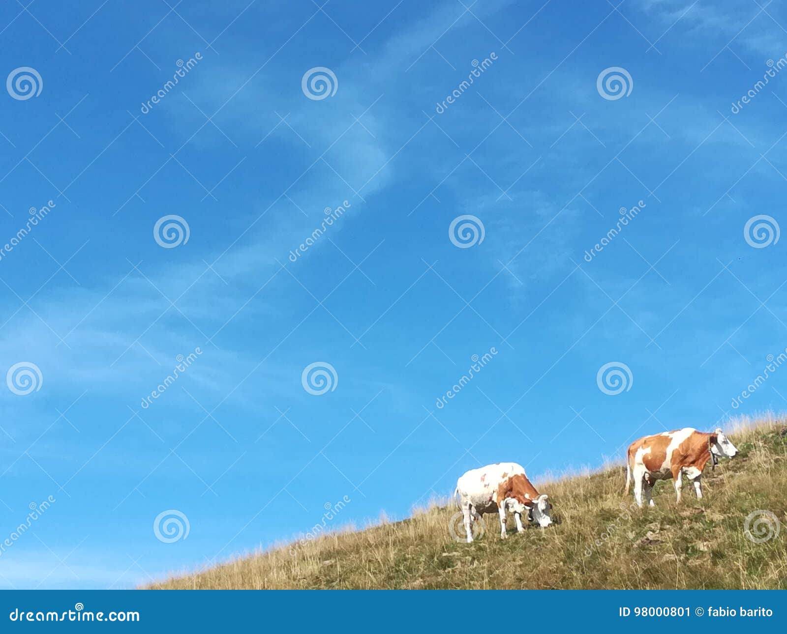 Cows and sky stock image. Image of respect, milk, green - 98000801
