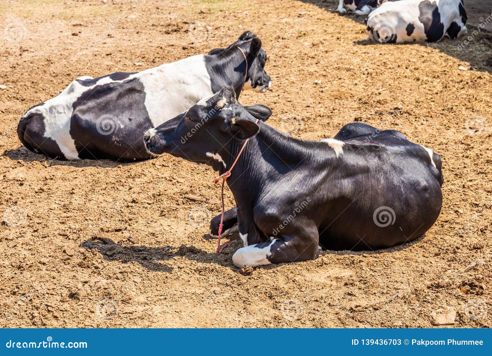 Cows Sleeping in a Farm. Dairy Cows is Economic Stock Image - Image of ...