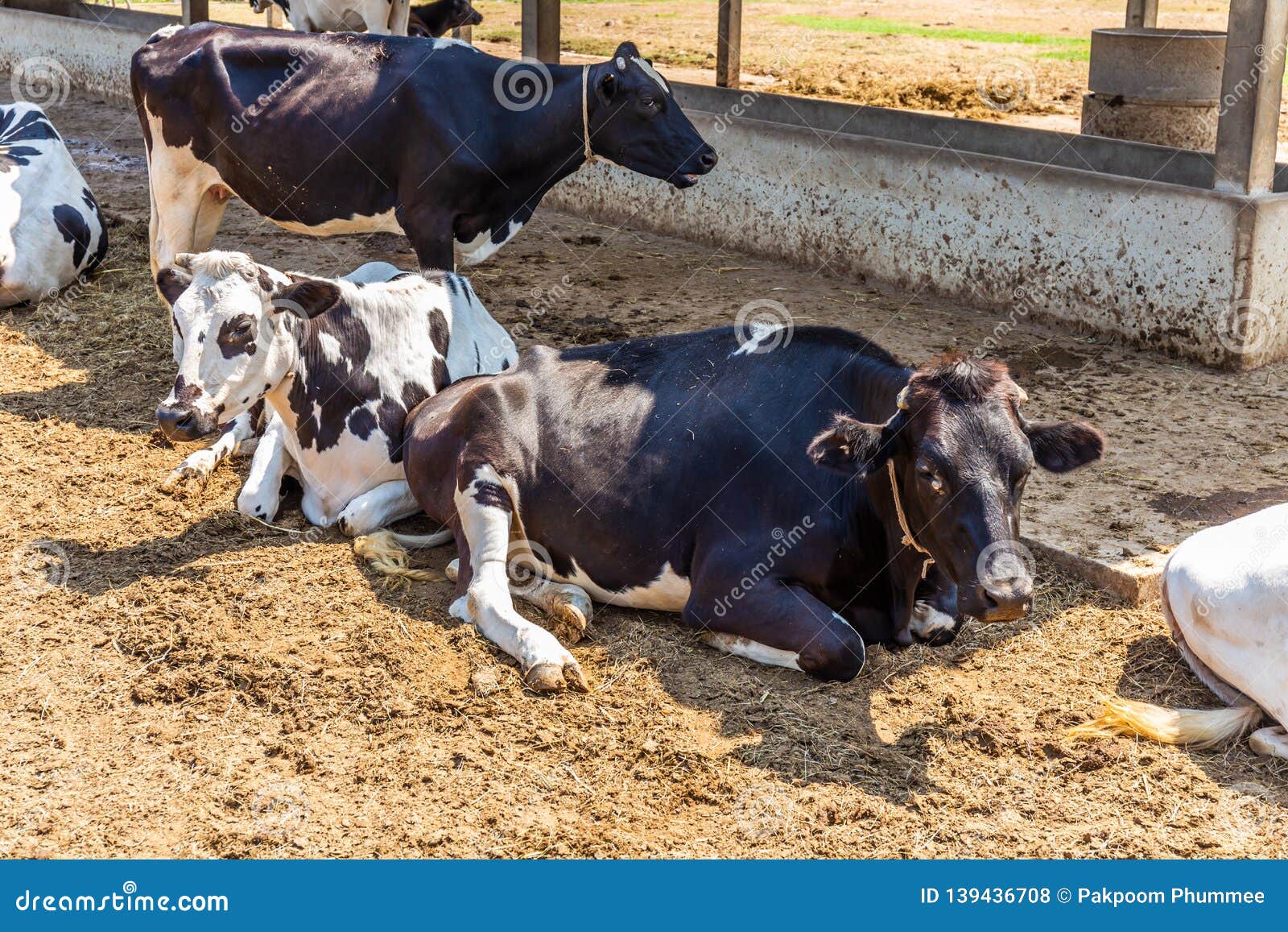 Cows Sleeping in a Farm. Dairy Cows is Economic Stock Photo - Image of ...