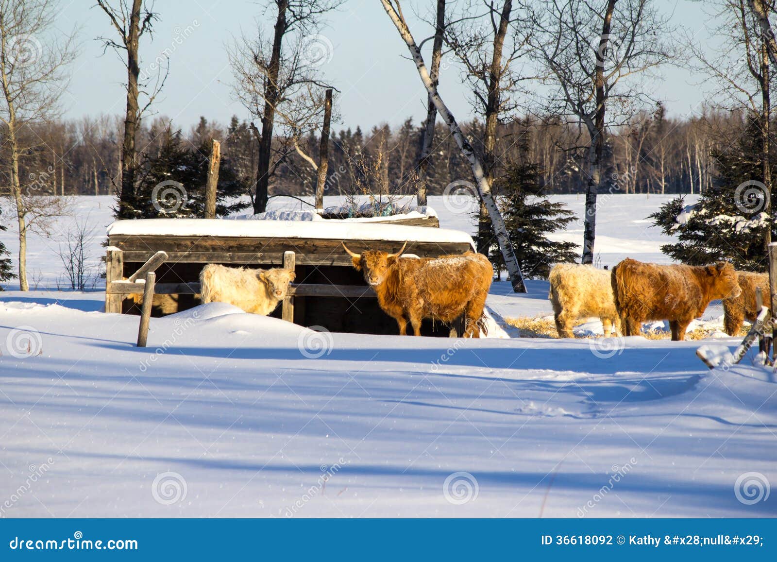 Cows in a Snow Covered Pasture Stock Photo - Image of beef, farm: 36618092