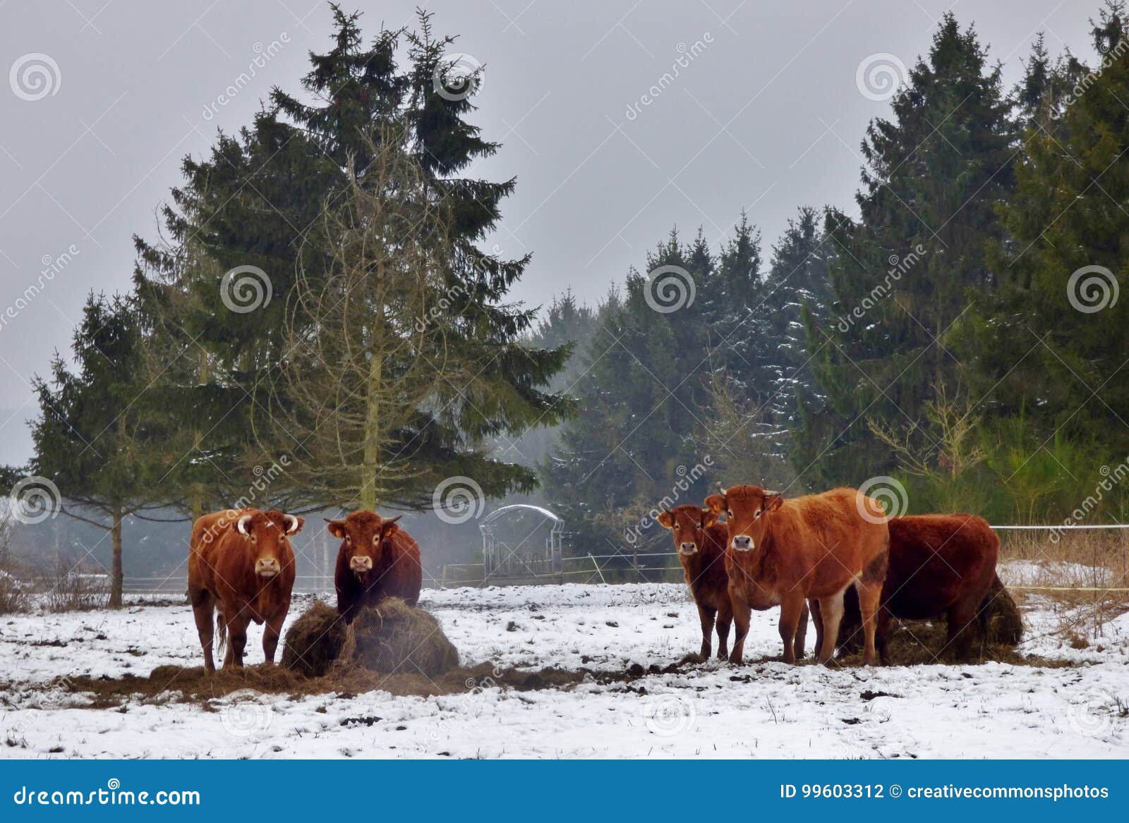 Cows Snow Landscape Picture. Image: 99603312