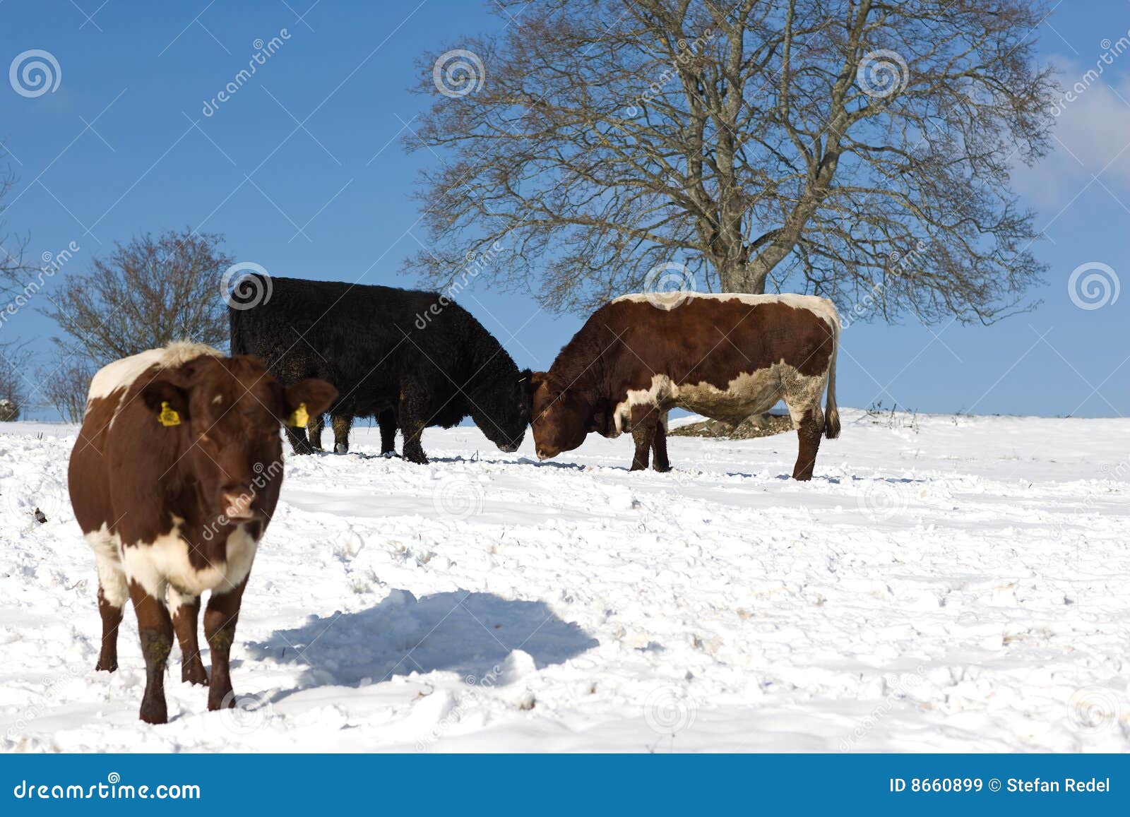 Cows in snowy field stock image. Image of standing, picturesque - 8660899