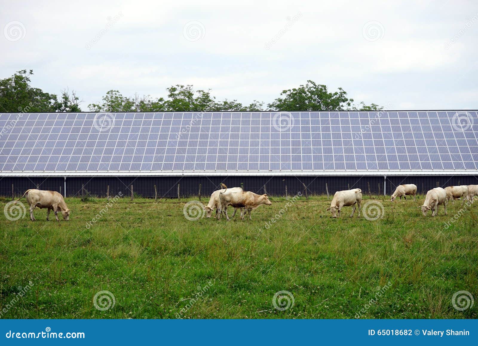 Cows and Solar Power Station Stock Photo - Image of farm, grass: 65018682