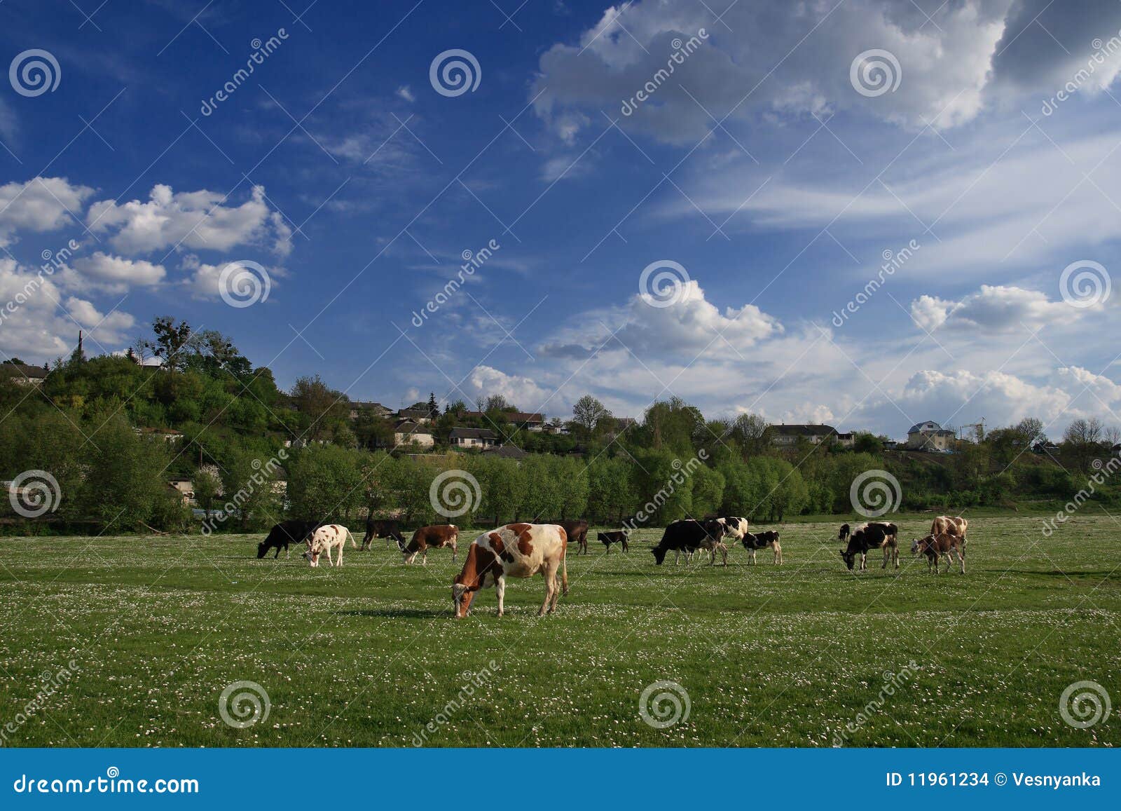 Cows on the spring meadow stock photo. Image of nature - 11961234