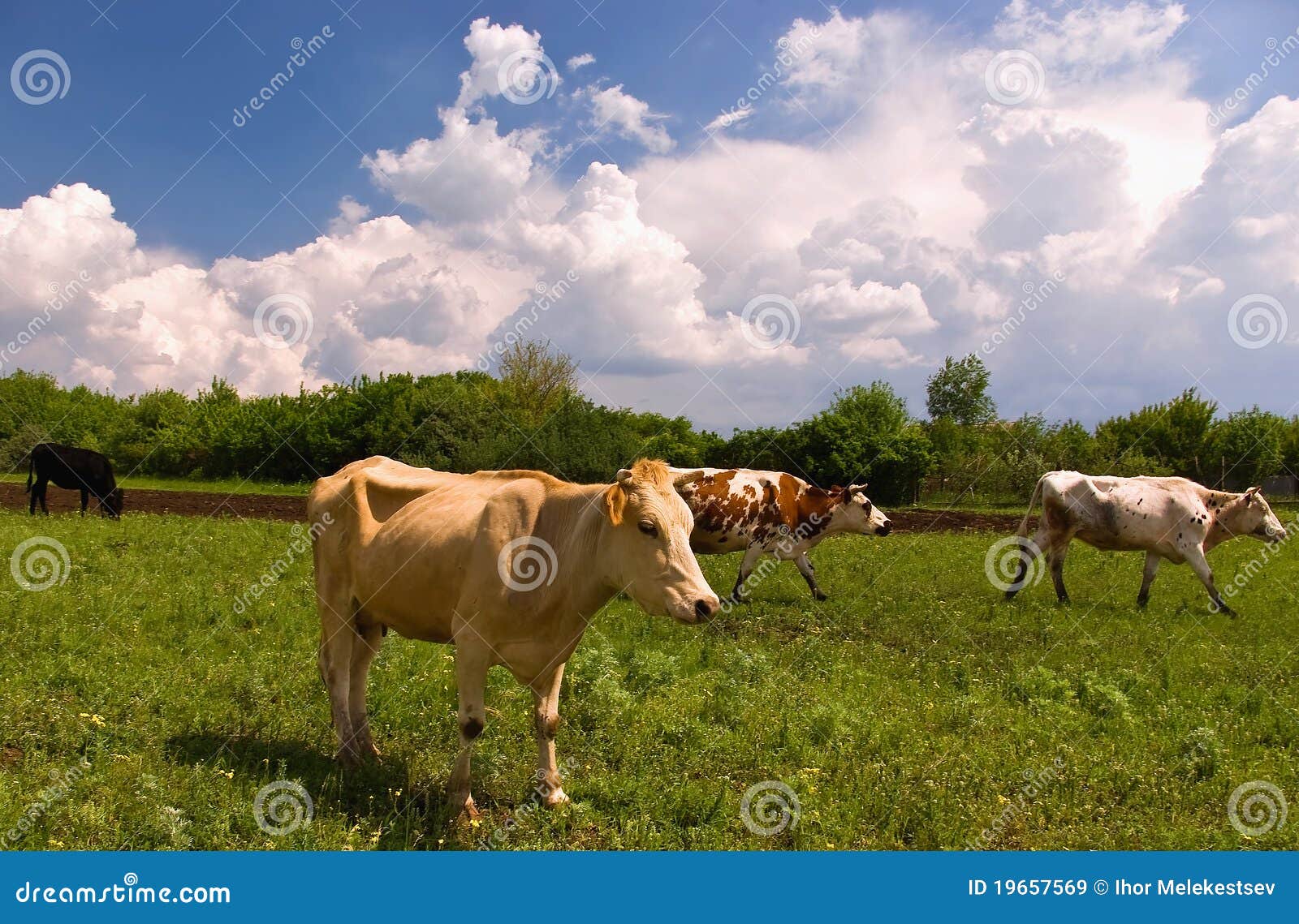 Cows in the spring meadow stock image. Image of udder - 19657569