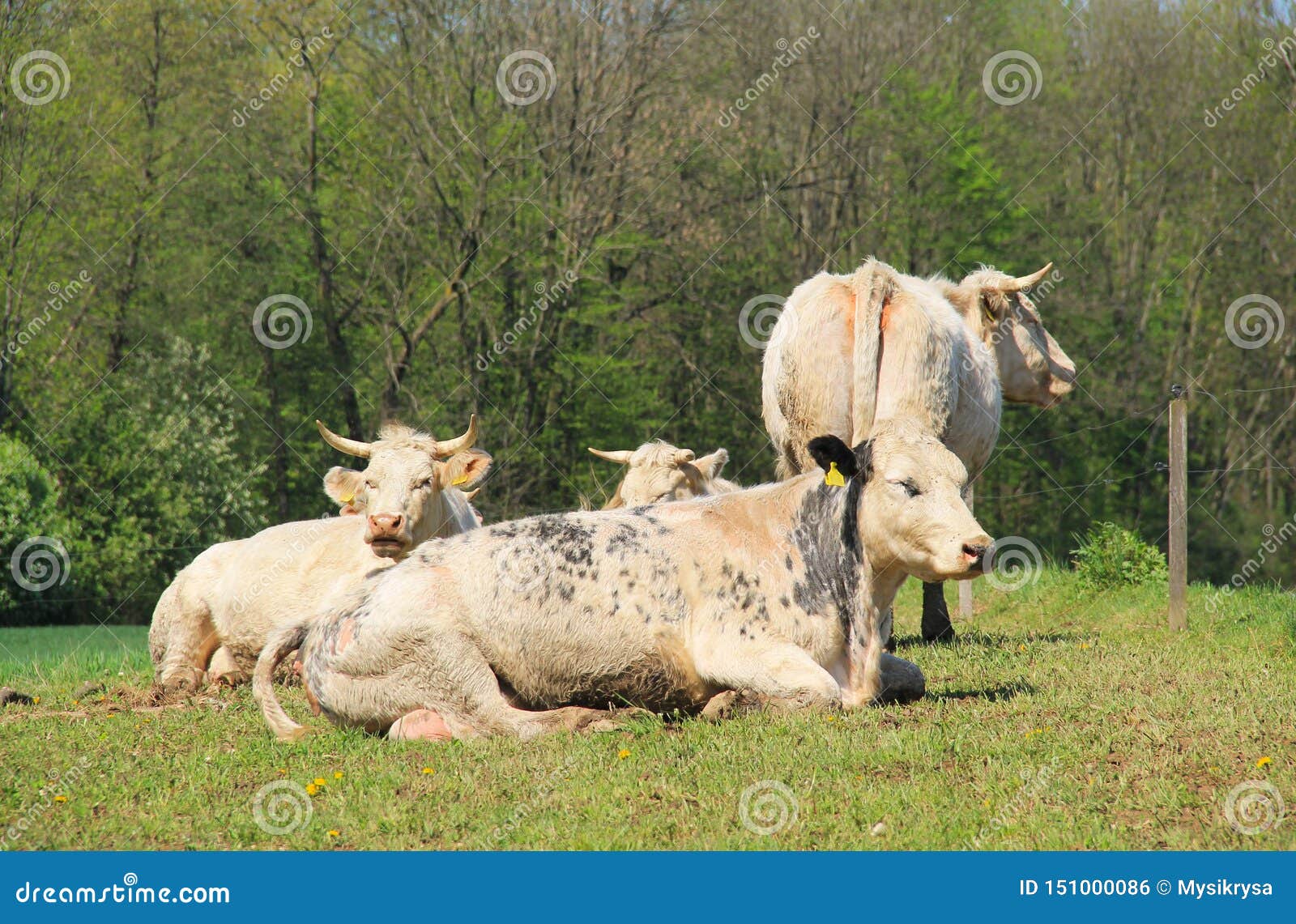 Cows in spring stock photo. Image of cows, ruminants - 151000086