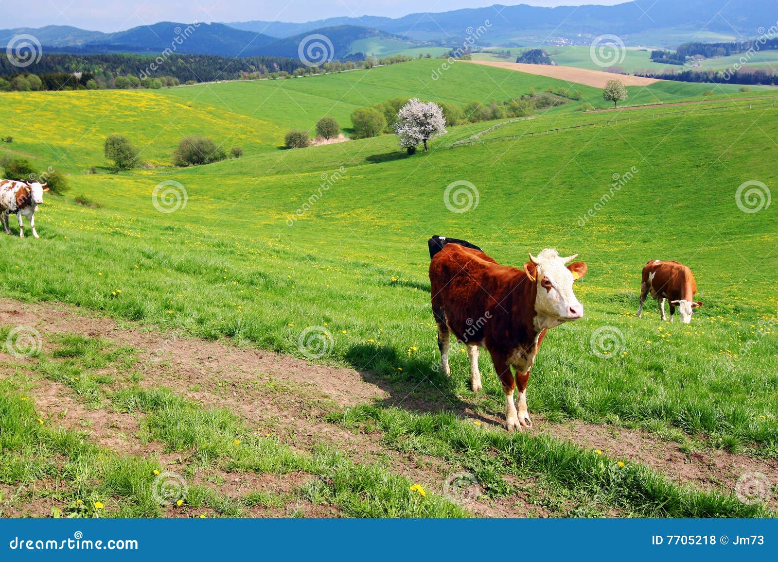Cows on the spring pasture stock photo. Image of cattle - 7705218