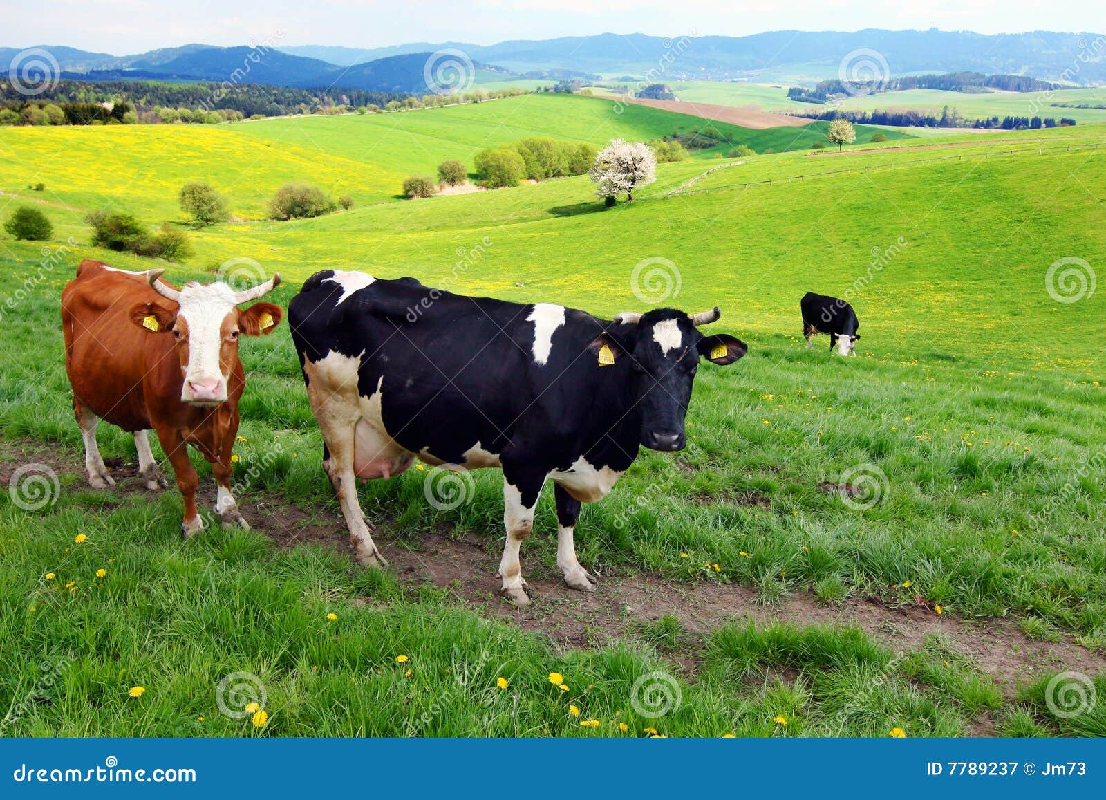 Cows on the spring pasture stock image. Image of cattle - 7789237