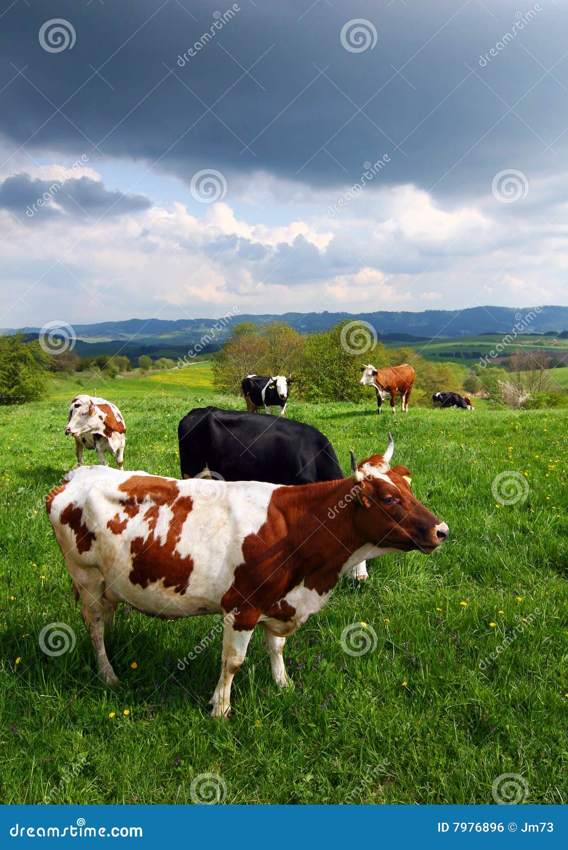 Cows on the spring pasture stock photo. Image of summer - 7976896