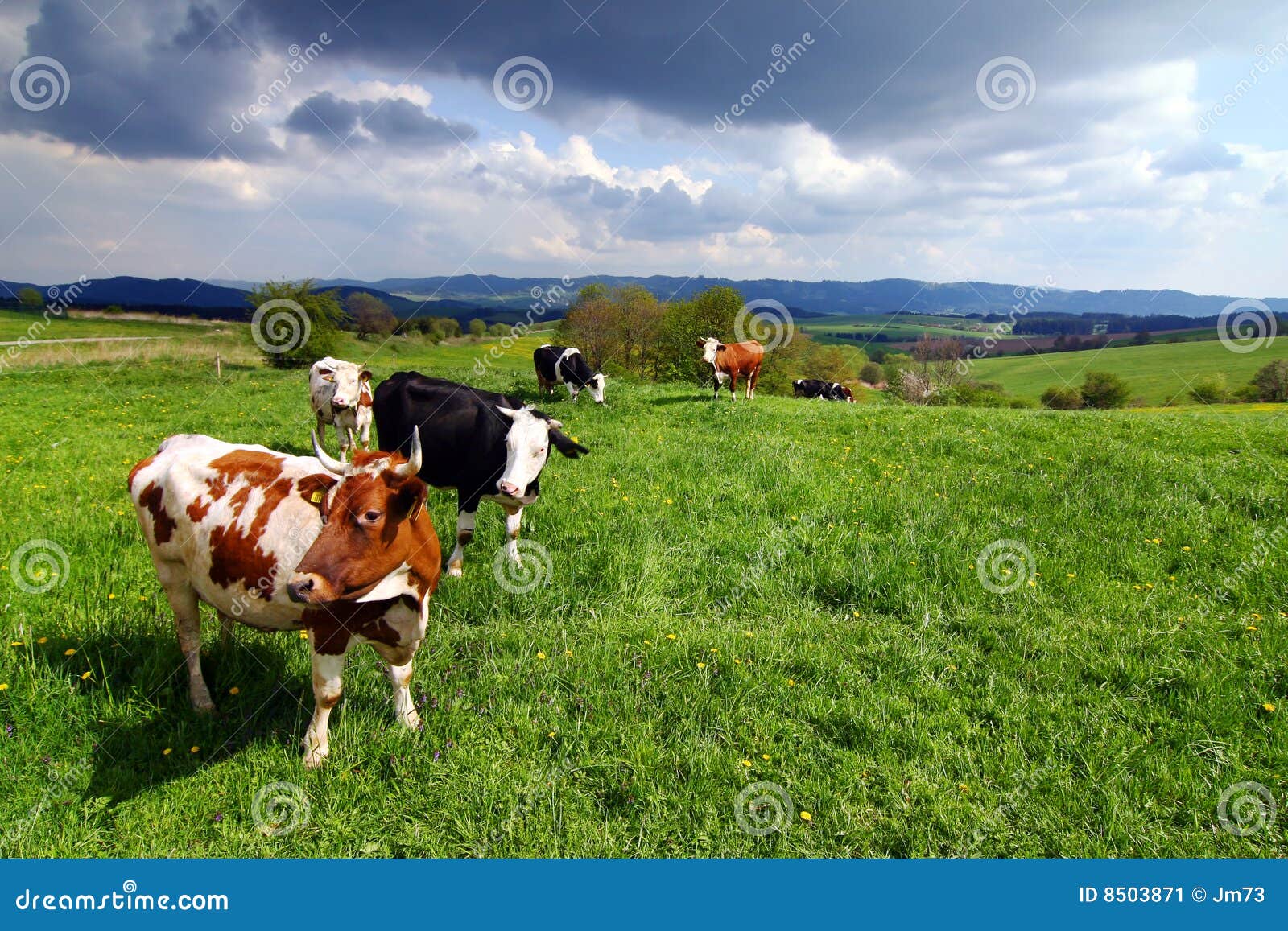 Cows on the spring pasture stock image. Image of farm - 8503871