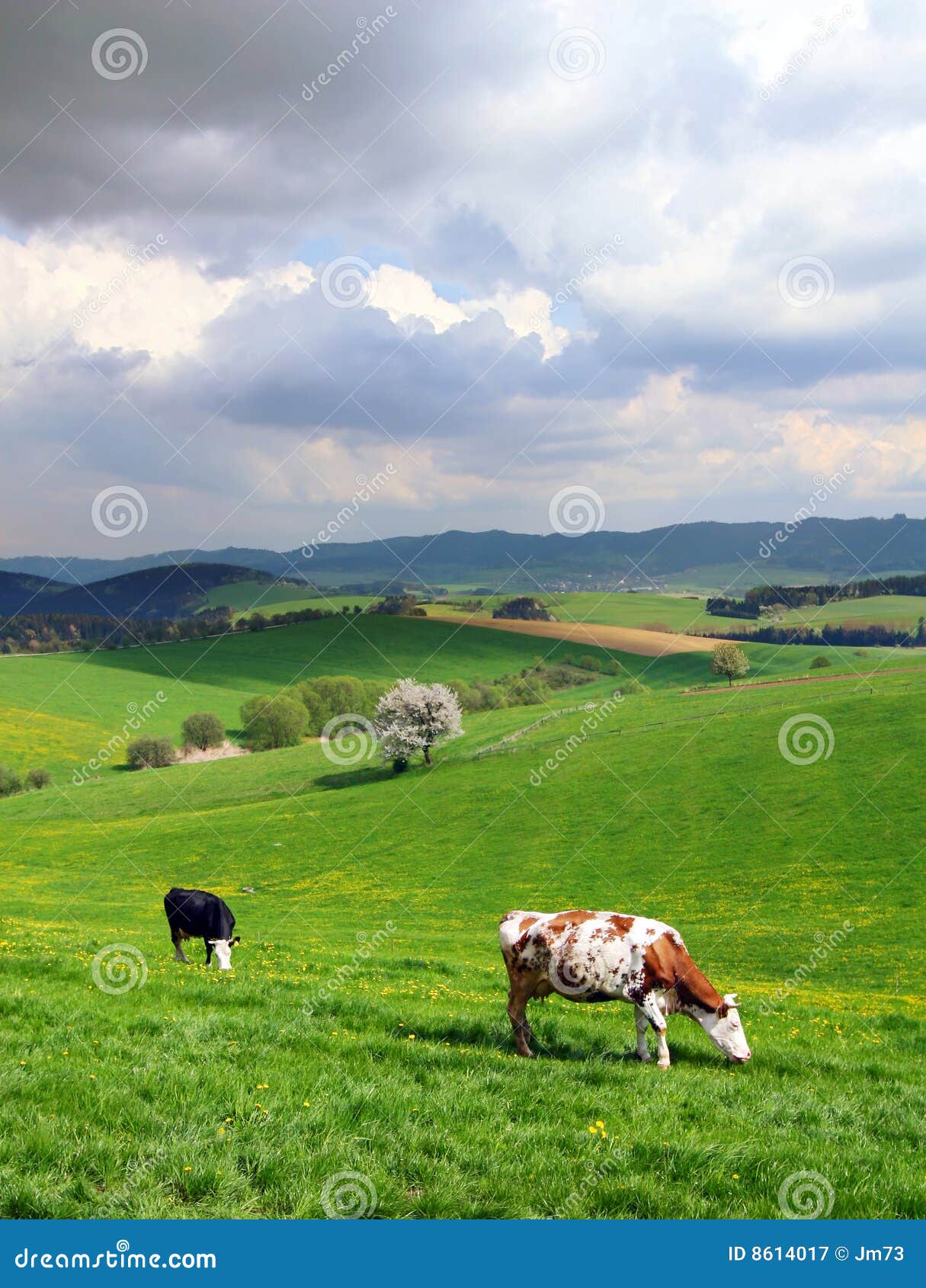 Cows on the spring pasture stock image. Image of meadow - 8614017