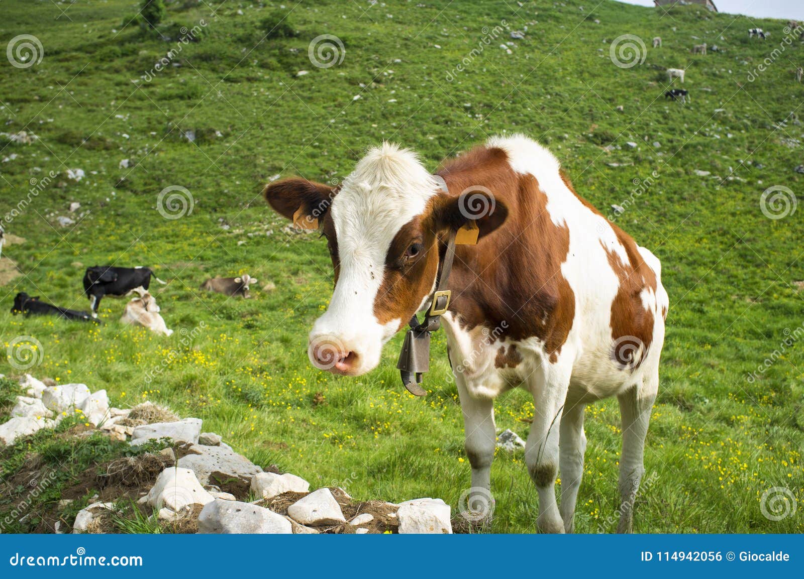 Cows on spring pasture stock photo. Image of cows, spring - 114942056