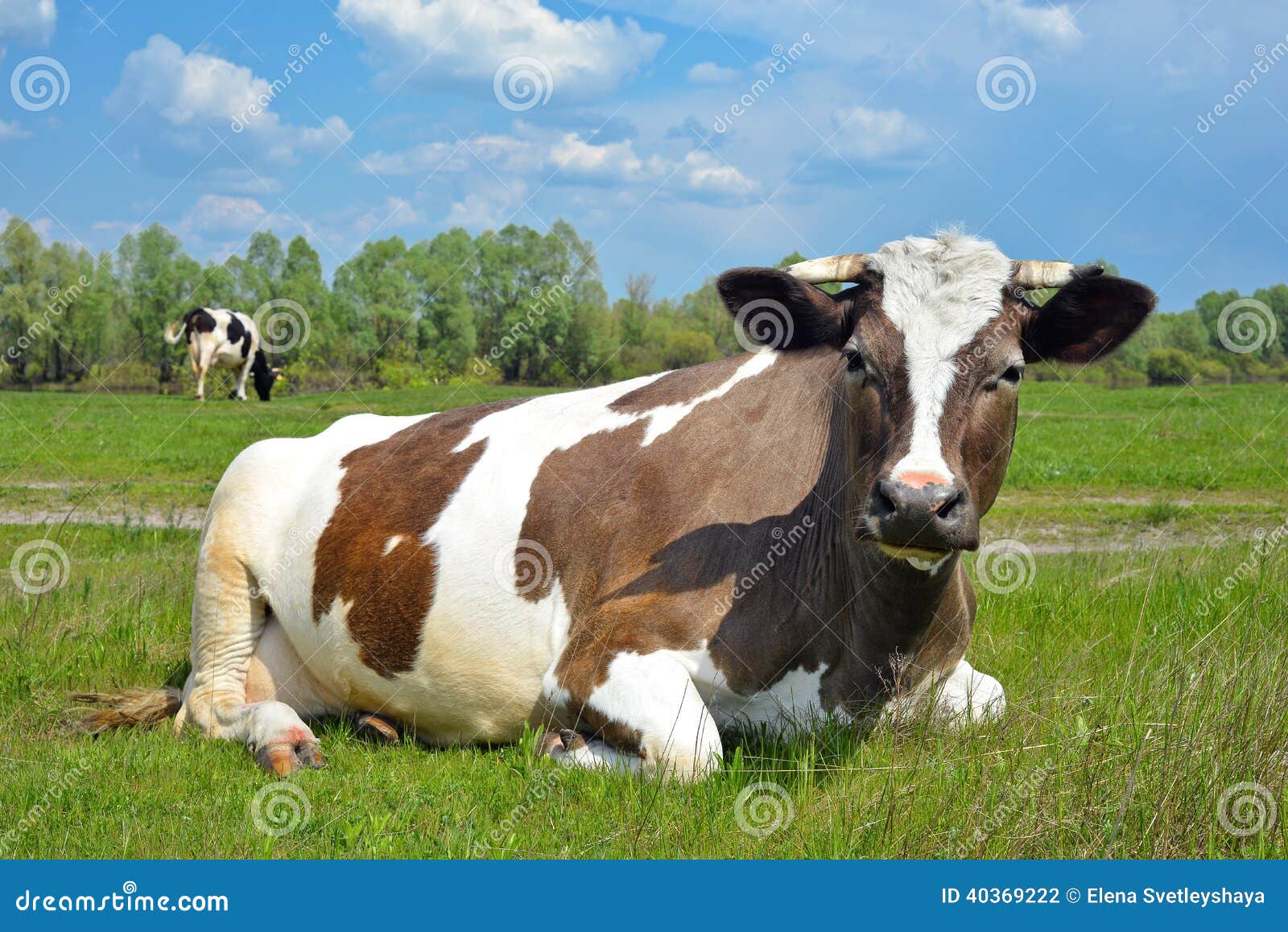 Cows on a spring pasture stock photo. Image of dairy - 40369222