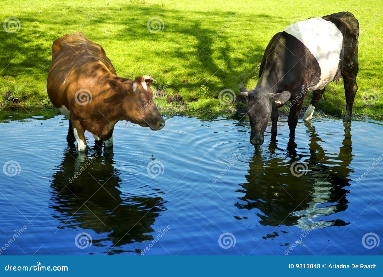 Cows in spring water stock photo. Image of spring, reflexion - 9313048