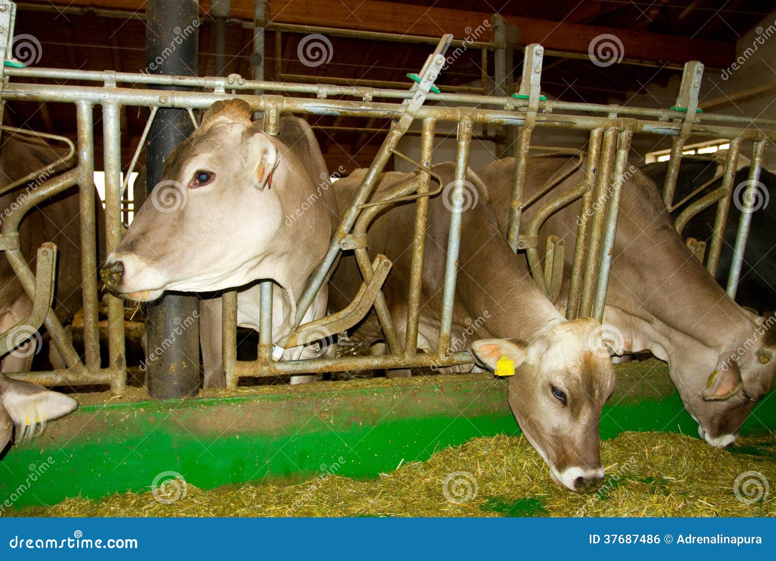 Cows in the stable stock photo. Image of animal, milking - 37687486