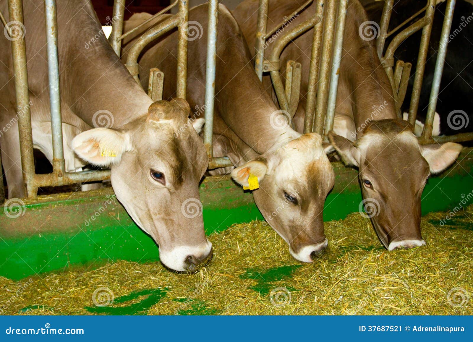 Cows in the stable stock image. Image of field, animal - 37687521