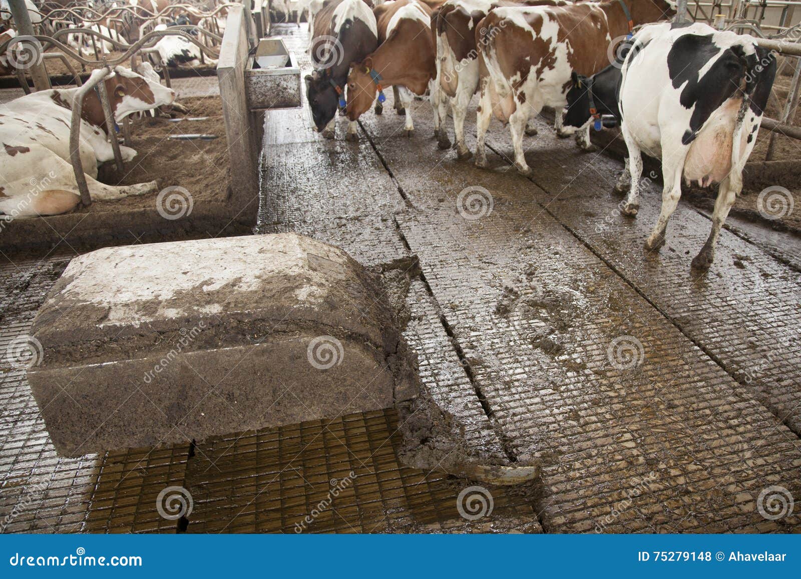 Cows in Stable Avoid Robot Sweeper that Cleans Manure Away Stock Photo ...
