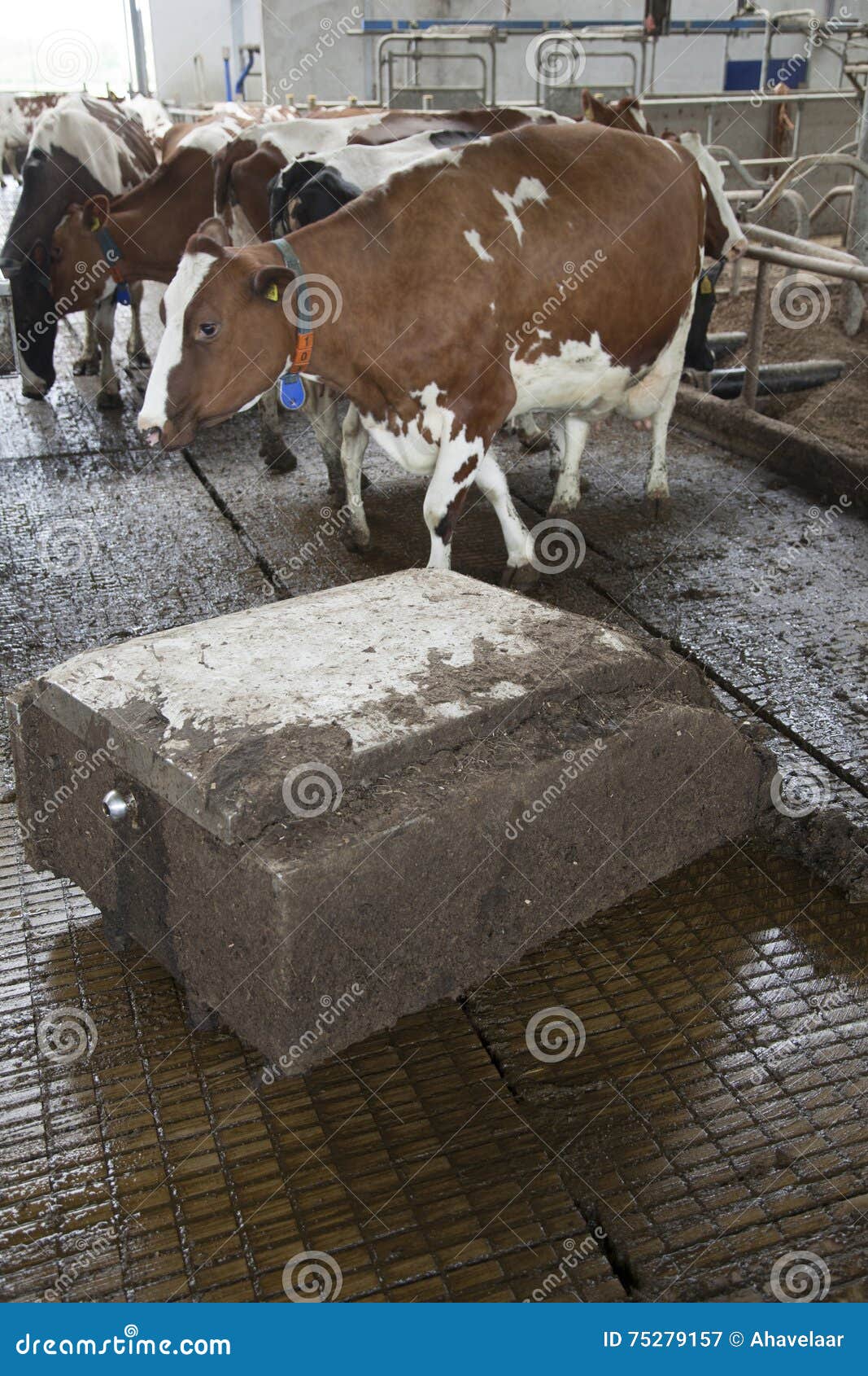 Manure From Cows On An Agricultural Field, A Pile Of Natural Manure To ...