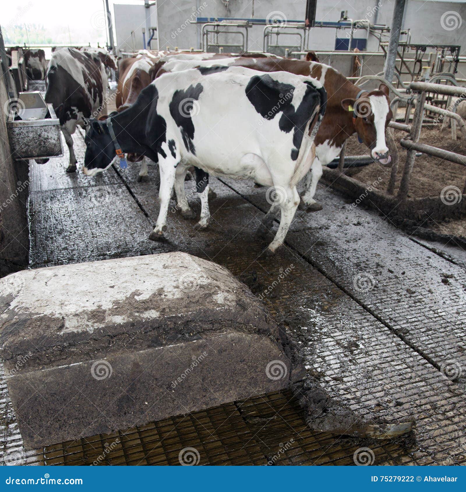 Cows in Stable Avoid Robot Sweeper that Cleans Manure Away Stock Photo ...