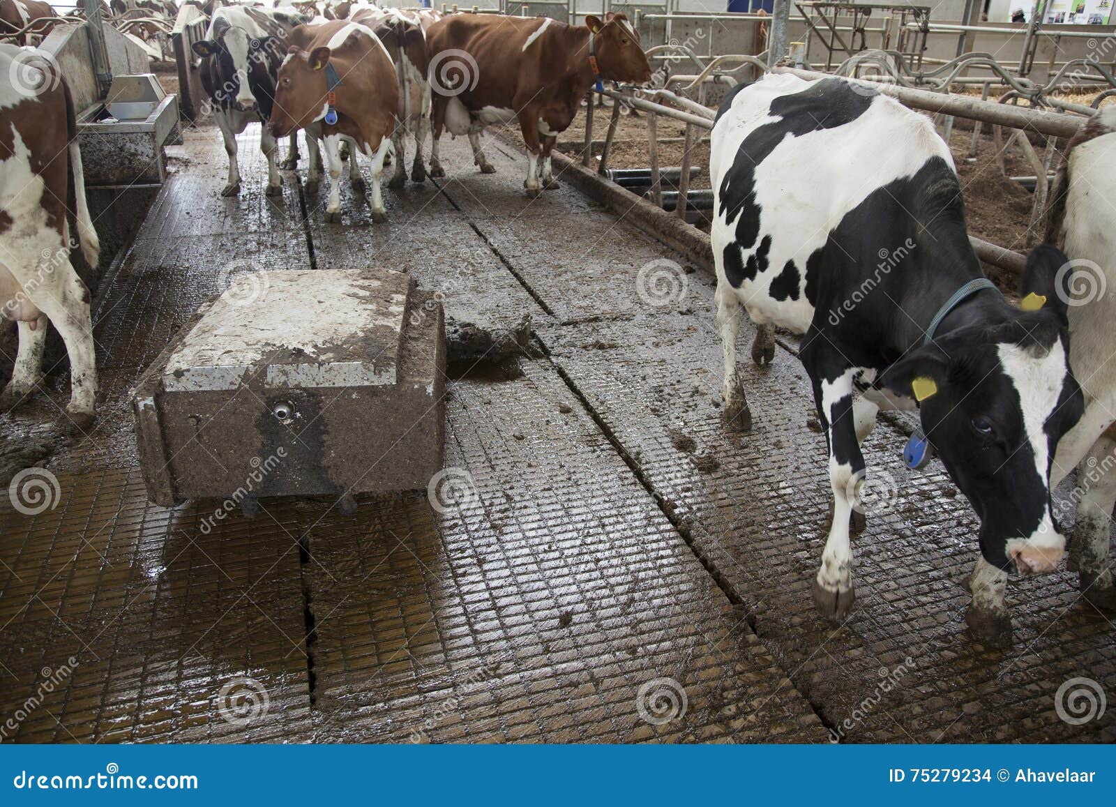 Cows in Stable Avoid Robot Sweeper that Cleans Manure Away Stock Photo ...