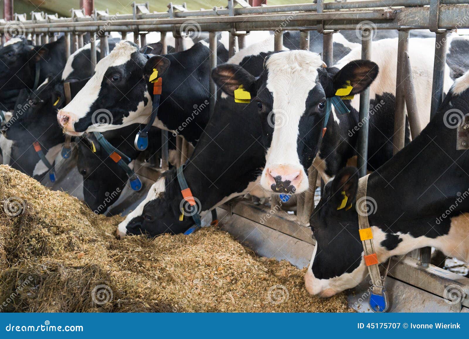 Cows in stable stock image. Image of dutch, stable, white - 45175707