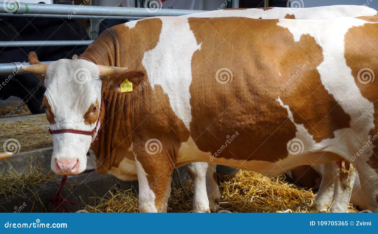 Cows in Stable stock image. Image of lying, cows, dairy - 109705365