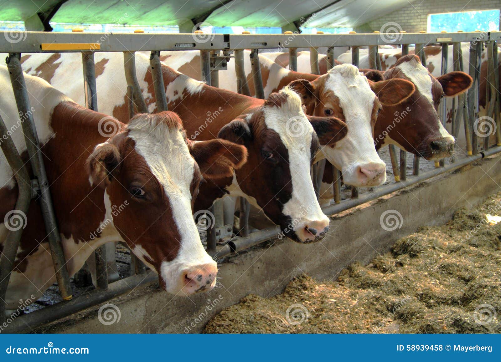 Cows in the stable stock photo. Image of mammal, feed - 58939458