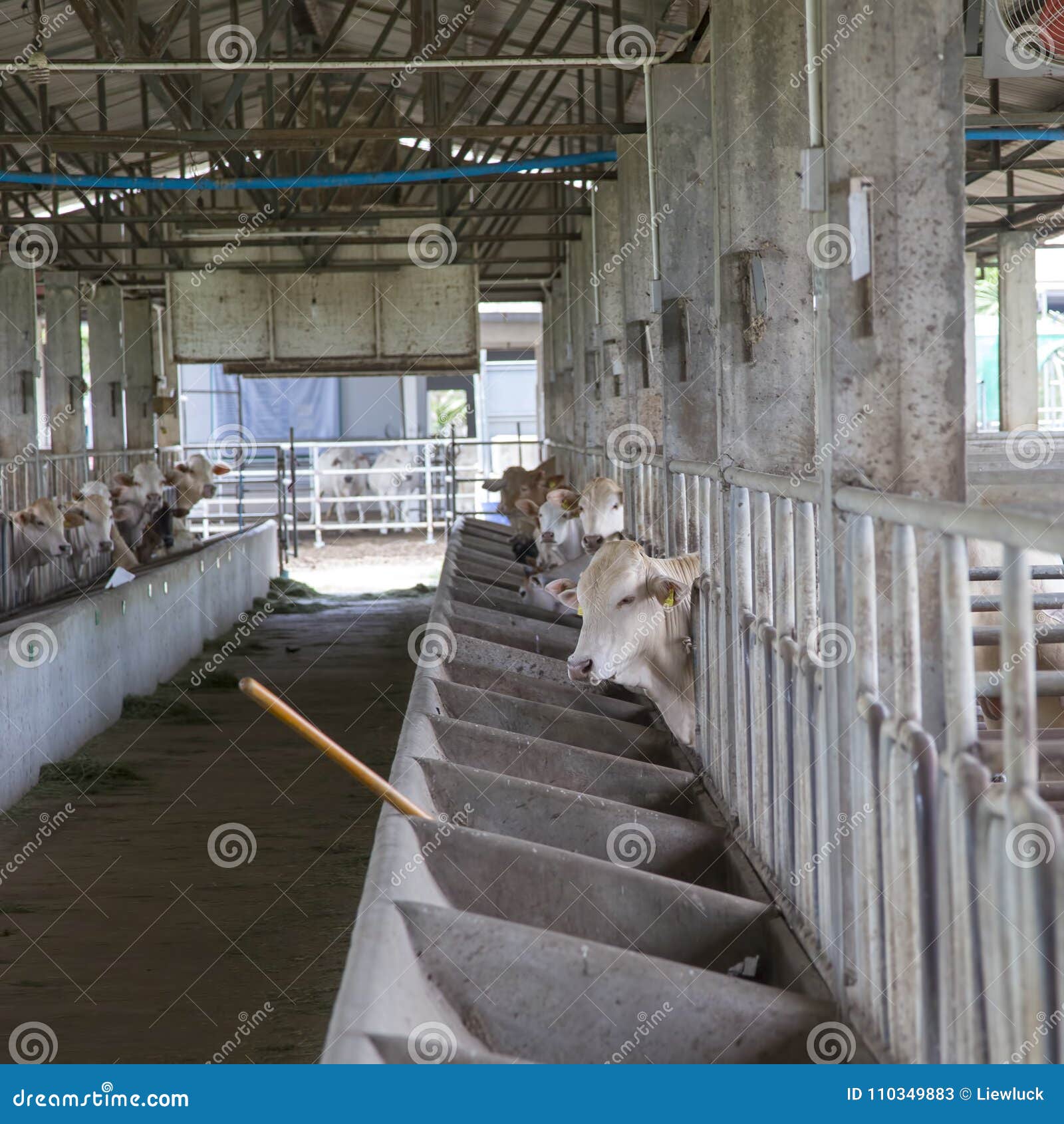 Cows in stable at farm stock image. Image of stable - 110349883