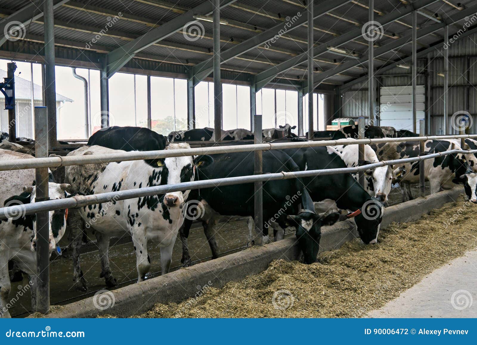 Cows in a stable. stock photo. Image of agricultural - 90006472